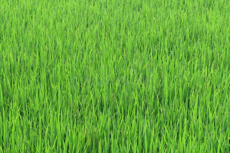 Rice and grain crops stock image. Image of green, rural - 94608973