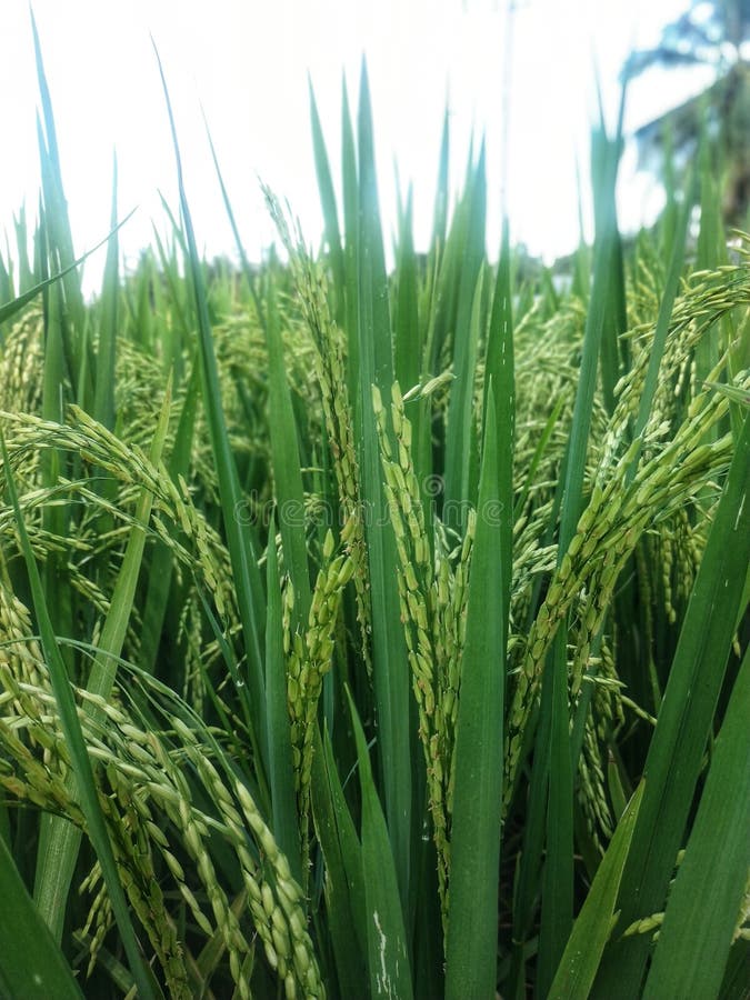 Rice and grain crops stock image. Image of herb, lawn - 210360467