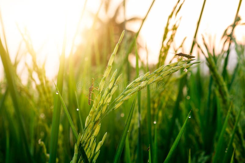 408 Pest Paddy Rice Field Stock Photos - Free & Royalty-Free Stock ...