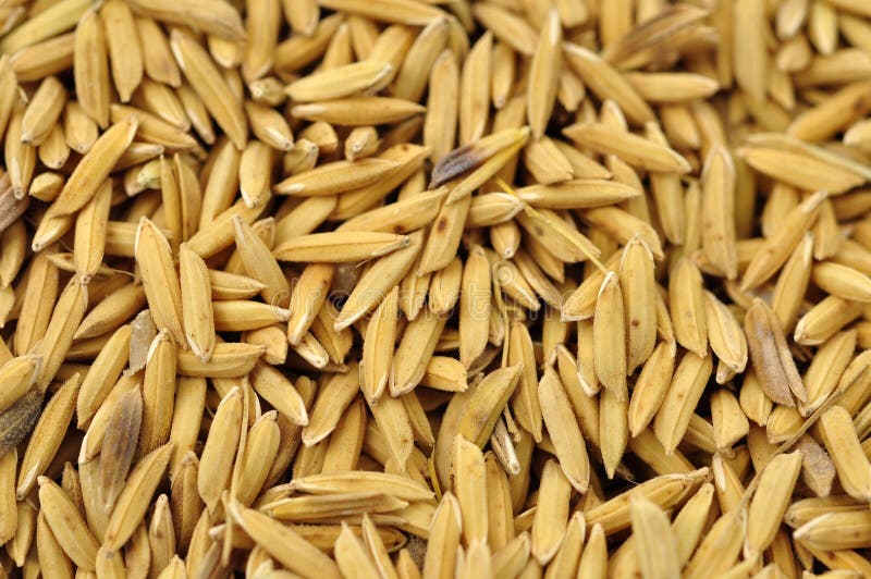 Rice grain in farm stock photo. Image of farmland, environment - 33991256