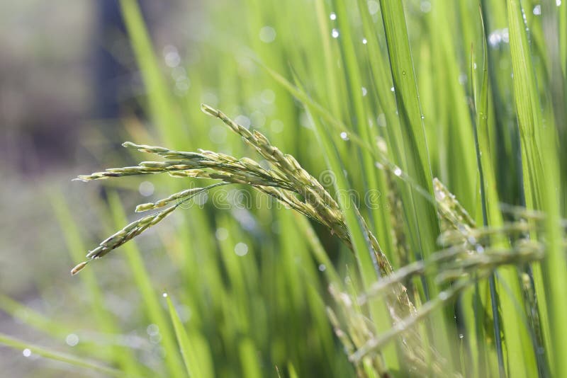 Rice grain in field stock image. Image of background - 27242861