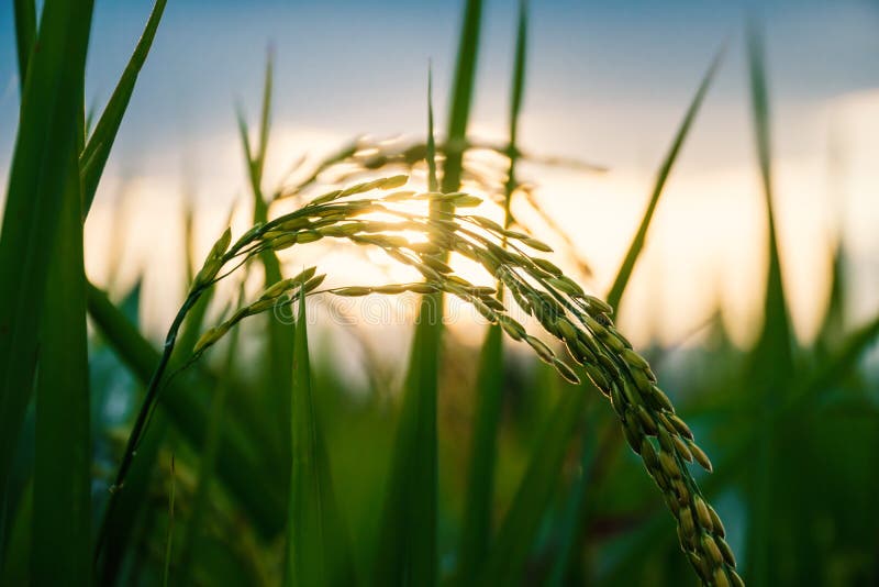 The Rice Grain in the Field Stock Image - Image of holding, environment ...