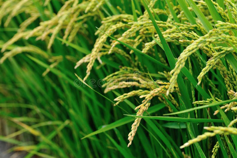 Rice grain at field stock image. Image of farmland, asia - 102990153