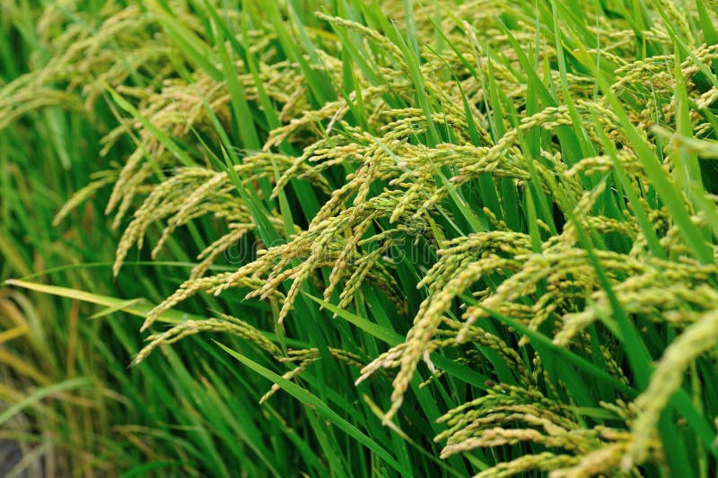 Rice grain grow in field stock image. Image of closeup - 33228367