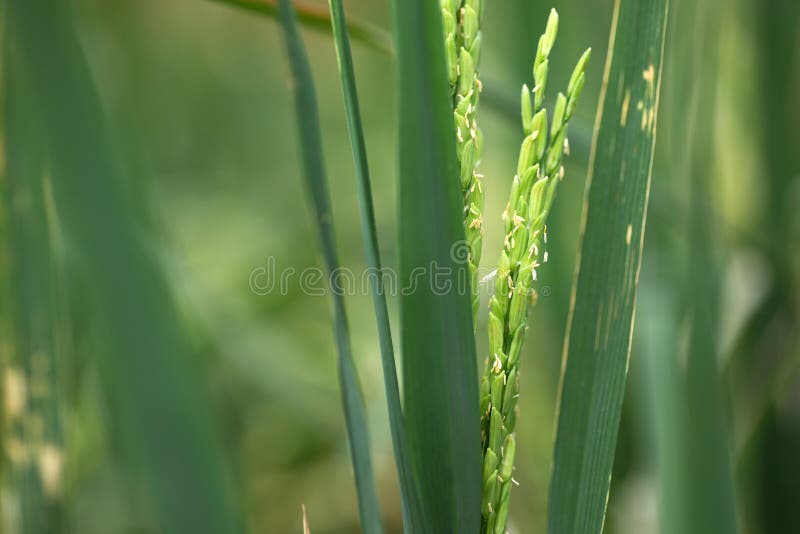 Rice at Grain Filling Stage Stock Image - Image of agriculture, dried ...