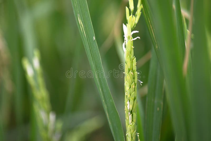 Rice at Grain Filling Stage Stock Image - Image of agriculture, dried ...