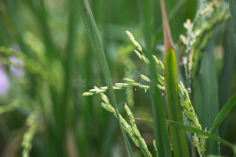 Rice in Grain Filling in Summer Stock Image - Image of xiaoman, tree ...