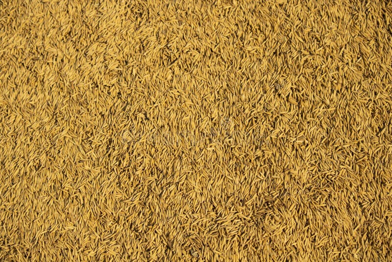 Rice Grain Full Frame Texture Background Stock Photo - Image of grain ...