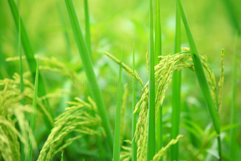 Rice grain grow stock image. Image of farmer, botany - 34154181