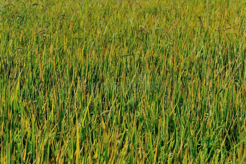 Rice grain grow stock photo. Image of crop, lush, agriculture - 50360492