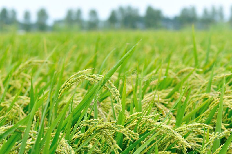 Rice grain grow in field stock image. Image of growth - 33228367