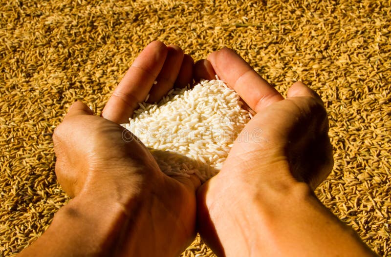 Rice grain stock photo. Image of east, healthy, jasmine - 35909026