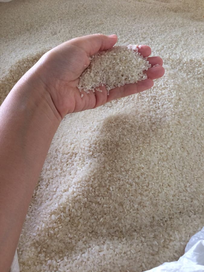 Rice grain stock image. Image of agriculture, agronomy - 82156673