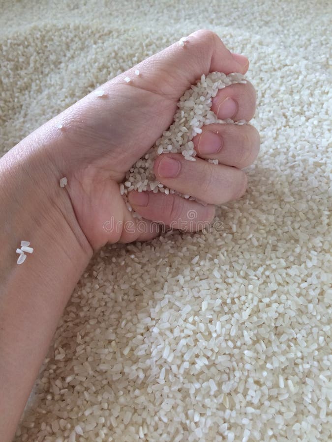 Rice grain stock image. Image of hand, agriculture, seed - 82157125