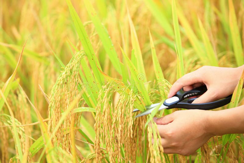 Rice Grain Plants in Growth Stock Image - Image of land, crops: 106832767