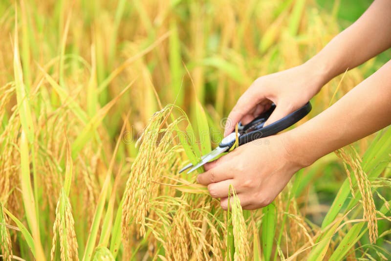 Farmer Woman Picking Grass Rice Fields Stock Photos - Free & Royalty ...