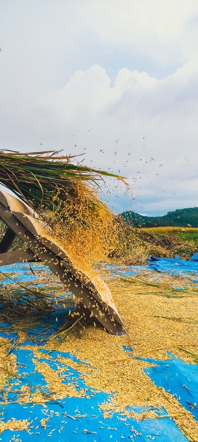 153 Rice Grain Painting Stock Photos - Free & Royalty-Free Stock Photos ...