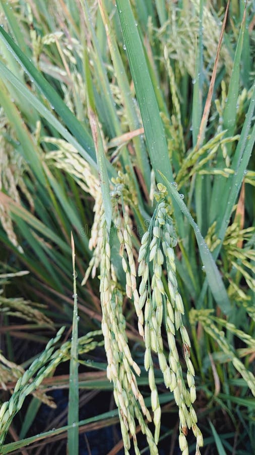 Rice Grain in Indonesia, West Java Stock Image - Image of rice, java ...