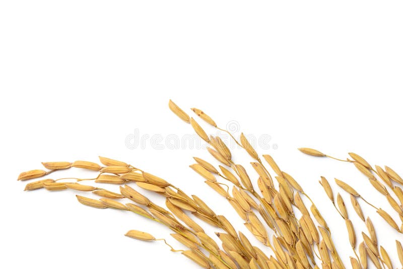 Rice grain stock image. Image of organic, grains, farm - 45426107