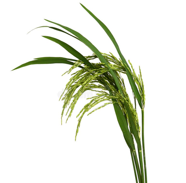 2,350 Rice Stalks Stock Photos - Free & Royalty-Free Stock Photos from ...