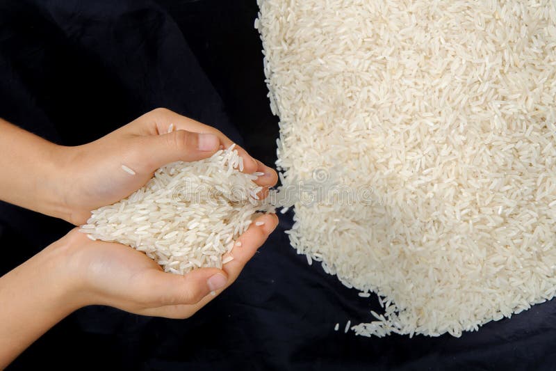 Rice grain in kid hand stock image. Image of hand, holding - 174657483