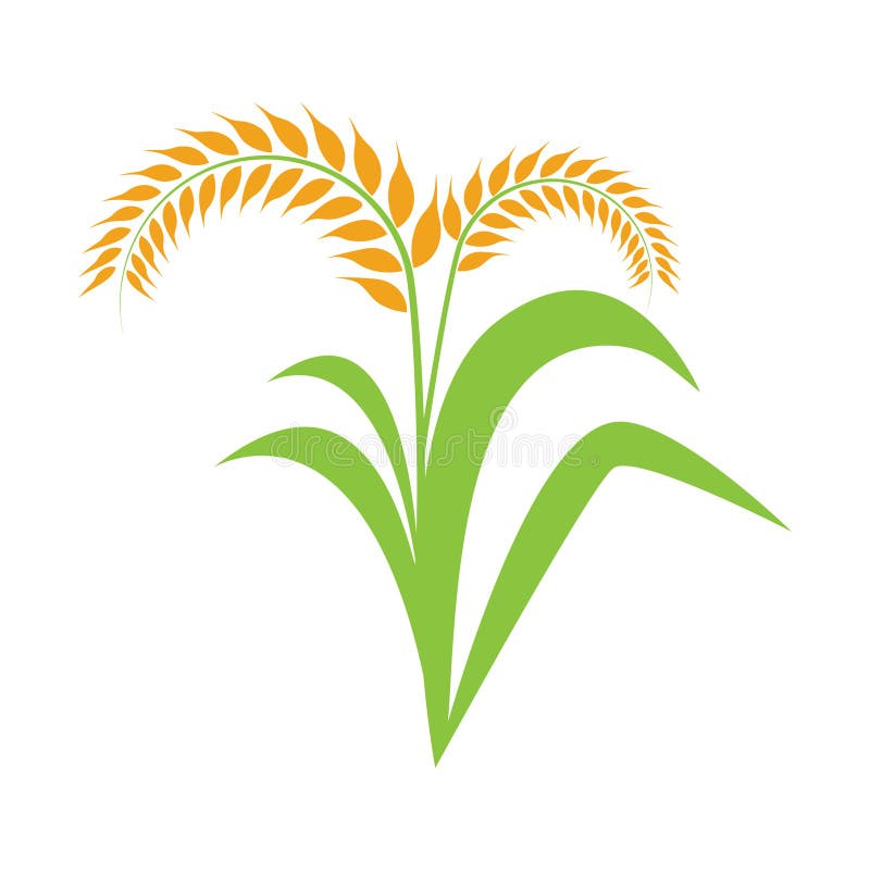 Rice Grain logo stock illustration. Illustration of agriculture - 352634113