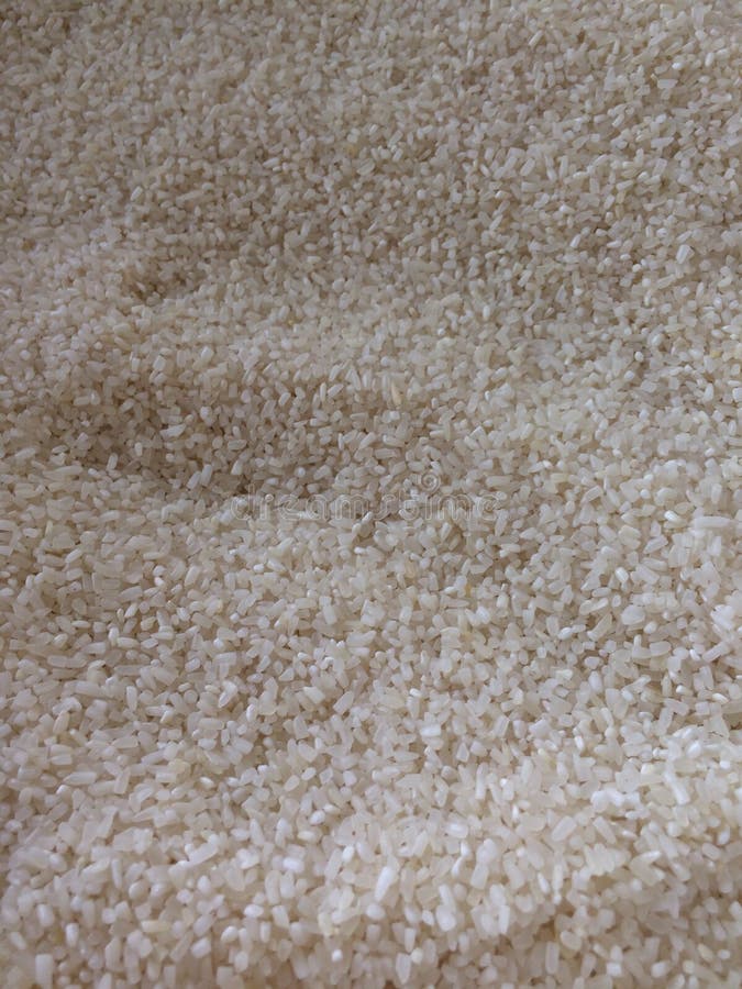 Rice grain stock photo. Image of agricultural, incoming - 82166780