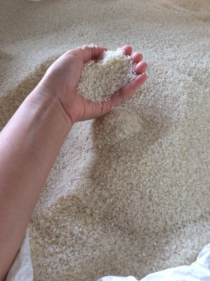 Rice grain stock image. Image of farmer, grain, farm - 82168029