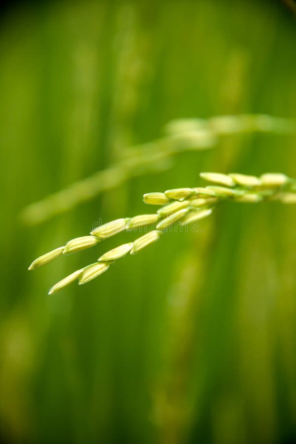 Rice grain in paddy farm stock image. Image of harvest - 56338199