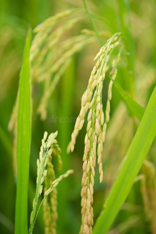 Rice grain in paddy farm stock image. Image of cereal - 101778795