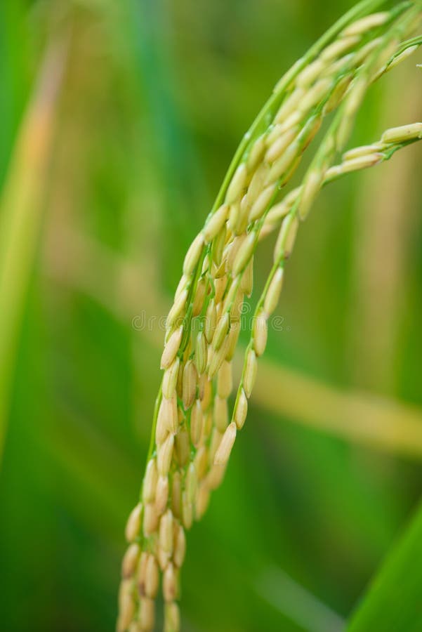 Rice grain in paddy farm stock photo. Image of healthy - 101778856