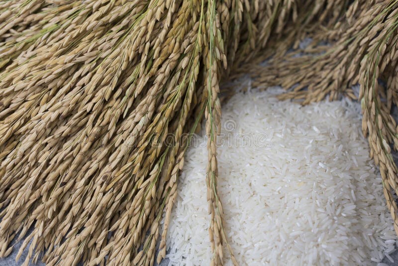 Rice Grain with Raw Ear of Rice on Wood Table Stock Image - Image of ...