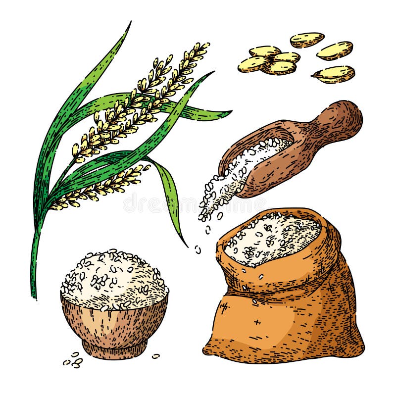Long Rice Grain Stock Illustrations – 1,296 Long Rice Grain Stock ...
