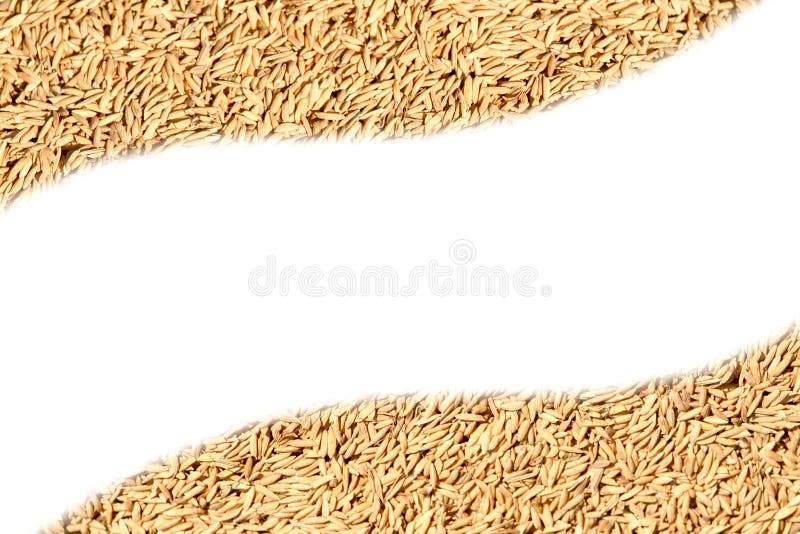Rice grain stock photo. Image of food, paddy, nature - 50629008
