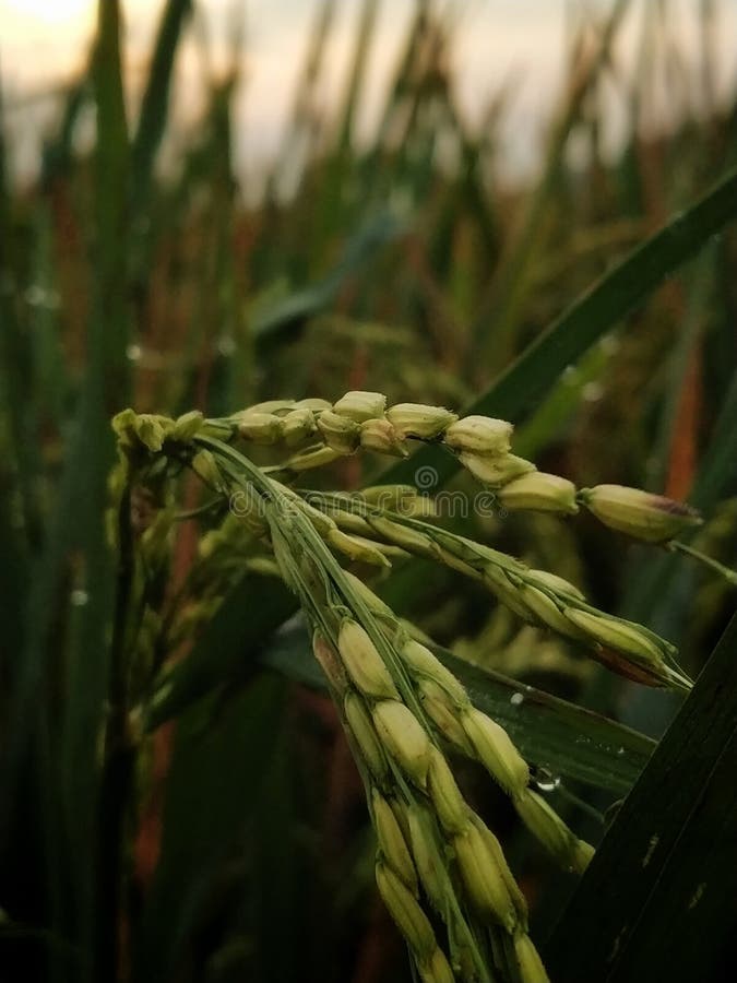 Rice a Grain Tree, is One of the Most Important Cultivated Plants in ...