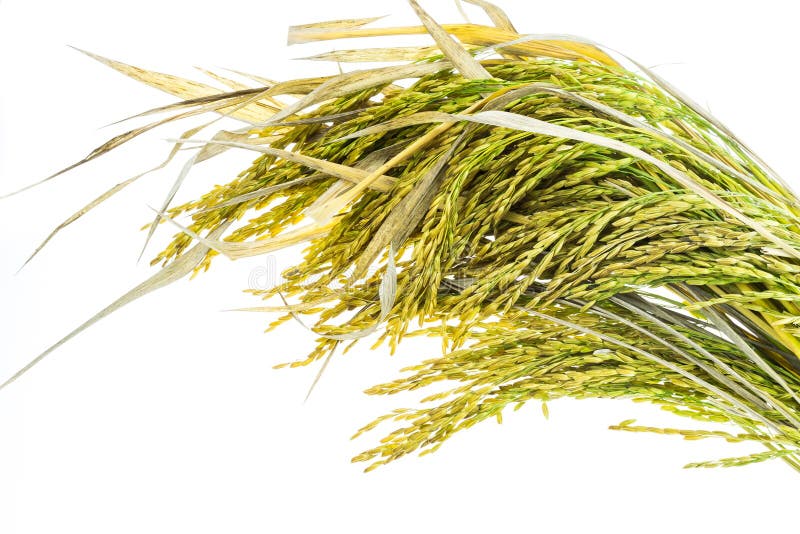 Rice grain stock photo. Image of grain, plant, white - 70949656