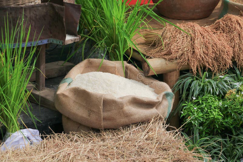 Rice Grain White in Burlap Sack Stock Photo - Image of sack, healthy ...