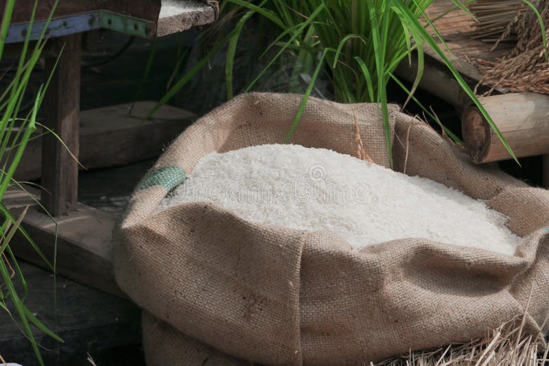 Rice Grain White in Burlap Sack Stock Image - Image of cooking ...