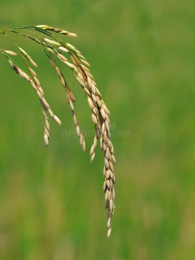 Long grain rice stock photo. Image of staple, food, organic - 12326054