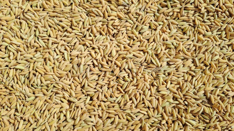 Rice Grains before they Become Rice Editorial Photography - Image of ...