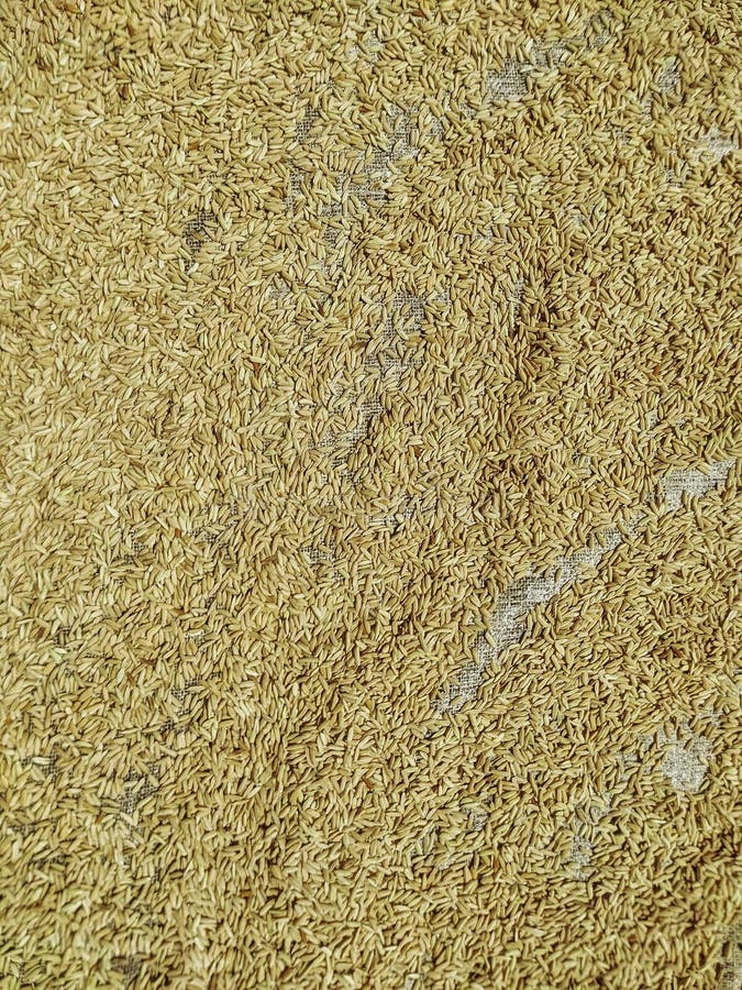 Rice Grains when Dried Manually in the Hot Sun Stock Image - Image of ...