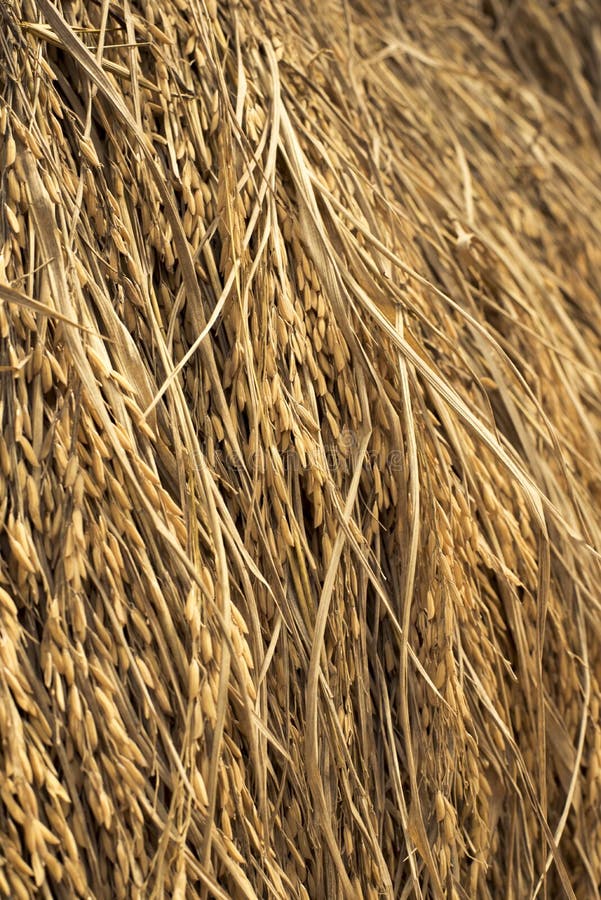 Rice grains drying stock photo. Image of lines, columns - 82724202