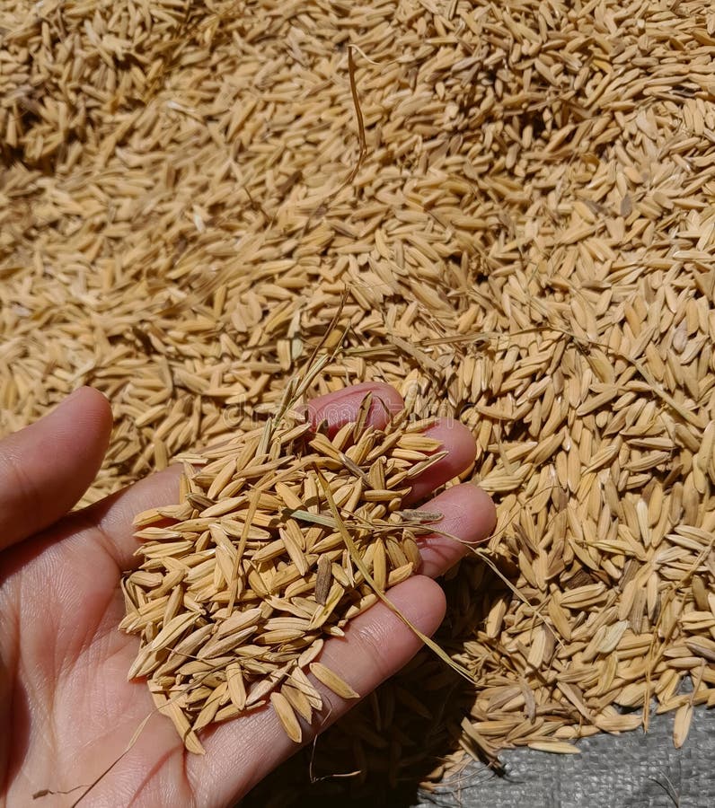 Rice Grains Drying in the Sun Stock Photo - Image of snack, agriculture ...