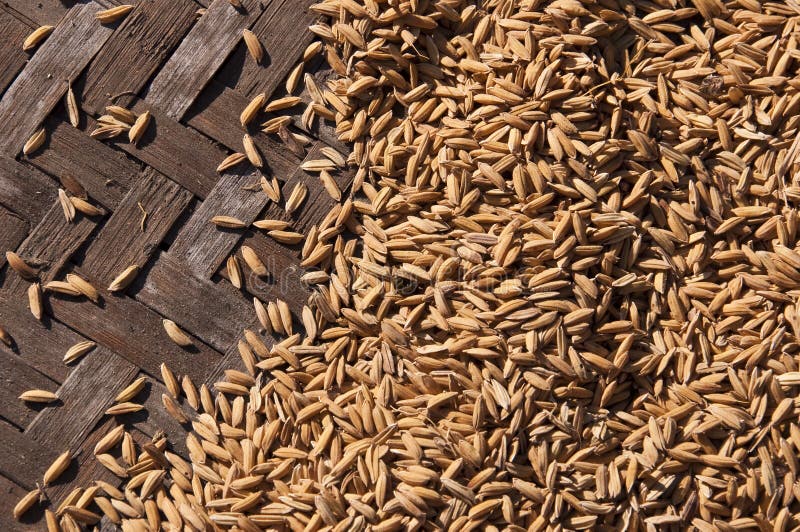 Ripe Rice Grains Drying In The Sun Stock Image - Image of grain ...