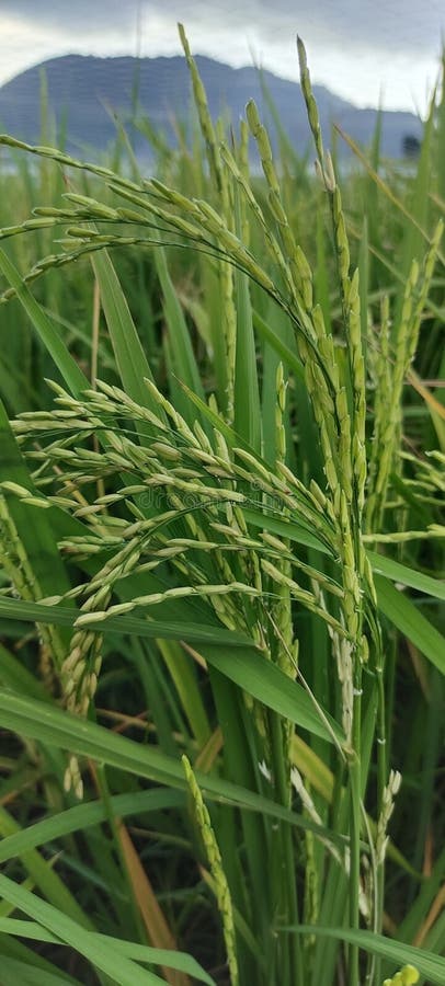 Rice Grains Expand Stock Photos - Free & Royalty-Free Stock Photos from ...