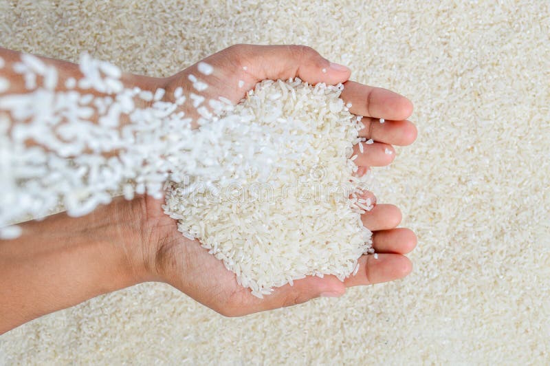 Rice Grains Fall stock photo. Image of grains, future - 62174124