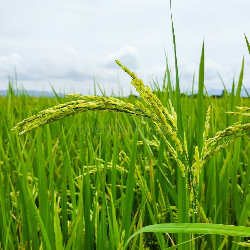 Rice Grains and Rice Fields Stock Image - Image of produce, plain ...