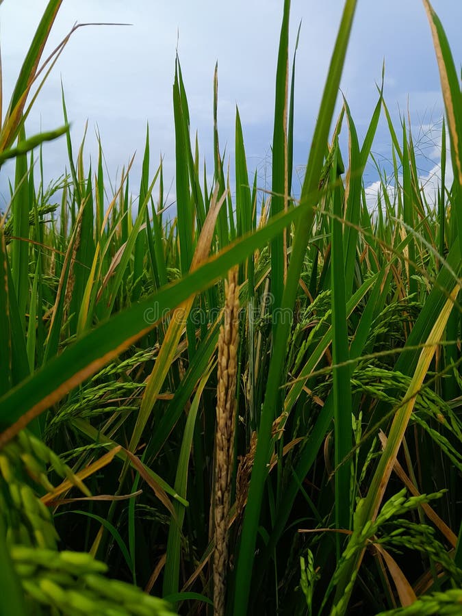 Rice grains in the fields stock photo. Image of nature - 264377174