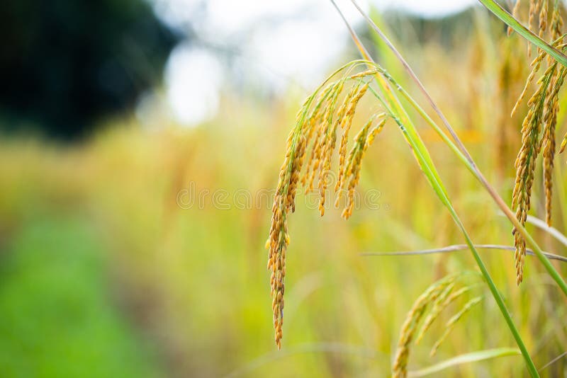 Rice grains in rice fields stock image. Image of background - 146984601