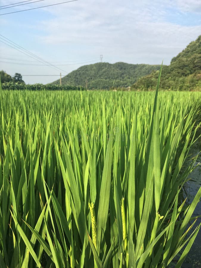 Rice grains in fields stock image. Image of agriculture - 76933771